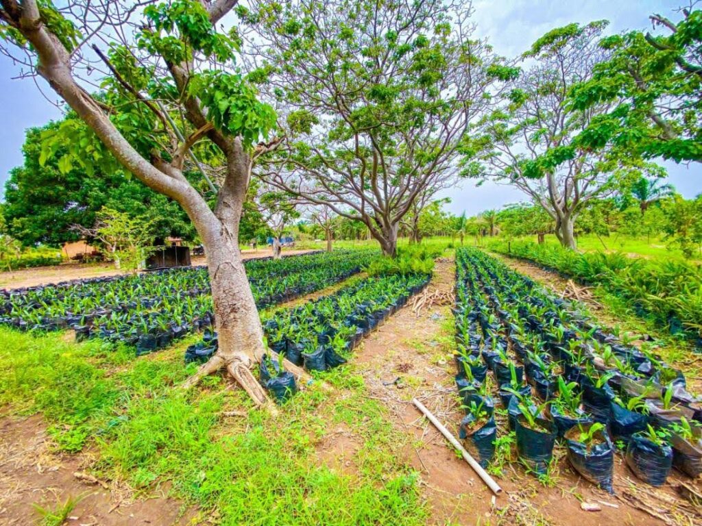 Agro-Climatic Resilience in Semi-Arid Landscapes (ACReSAL) - ACReSAL